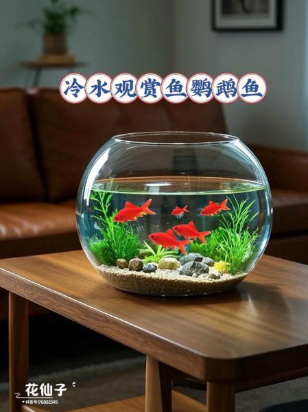 最耐寒的小型观赏鱼有哪些_冬天不加温能活吗-第1张图片-山城妙识