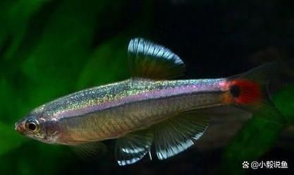 最耐寒的小型观赏鱼有哪些_冬天不加温能活吗-第3张图片-山城妙识