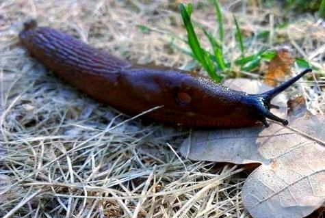 蛞蝓有毒吗_蛞蝓怎么消灭-第3张图片-山城妙识 蛞蝓有毒吗_蛞蝓怎么消灭-第3张图片-山城妙识