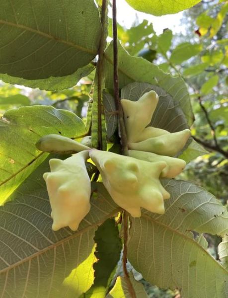 五倍子是什么植物_五倍子长什么样-第1张图片-山城妙识