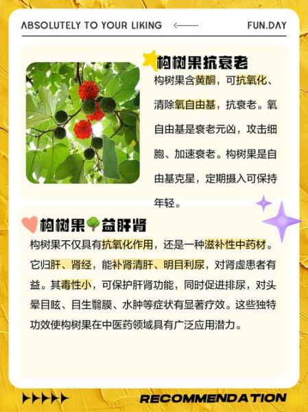 构树果子有什么功效_构树果子的作用与禁忌-第1张图片-山城妙识