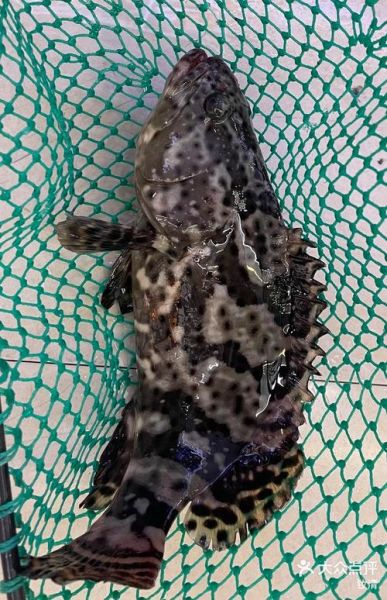 龙胆石斑鱼多少钱一斤_龙胆石斑鱼价格行情-第1张图片-山城妙识 龙胆石斑鱼多少钱一斤_龙胆石斑鱼价格行情-第1张图片-山城妙识