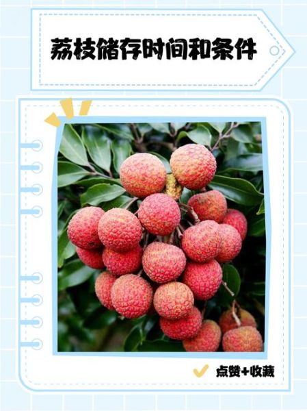 荔枝怎么保鲜时间长_荔枝保存方法有哪些-第2张图片-山城妙识 荔枝怎么保鲜时间长_荔枝保存方法有哪些-第2张图片-山城妙识