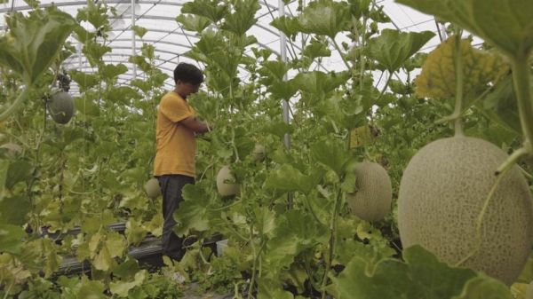 哈密瓜种植地区_哪里最适合种哈密瓜-第1张图片-山城妙识