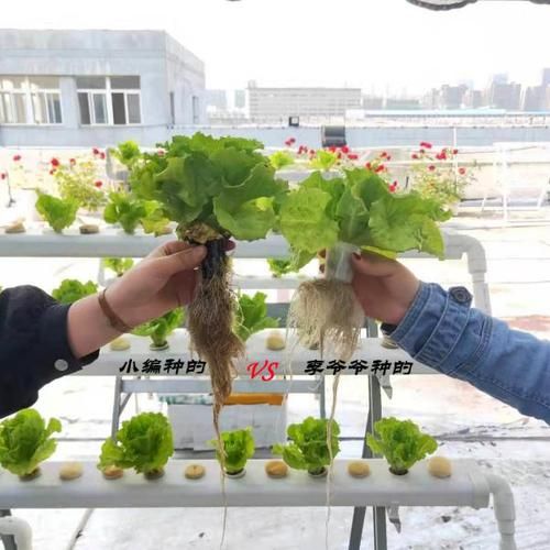 生菜什么时候种最合适_生菜种植方法全过程-第3张图片-山城妙识