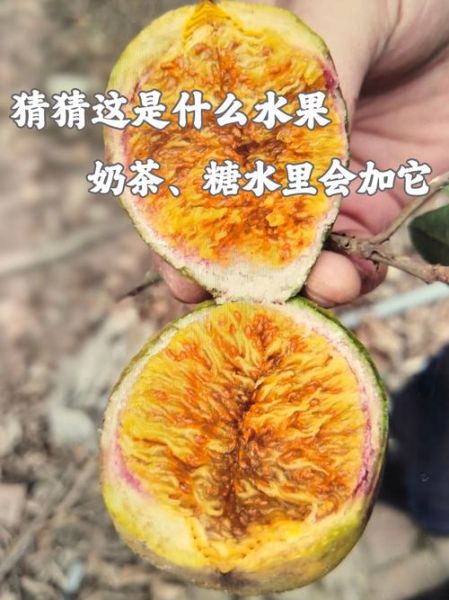 爱玉和薜荔的区别_爱玉和薜荔怎么区分-第1张图片-山城妙识