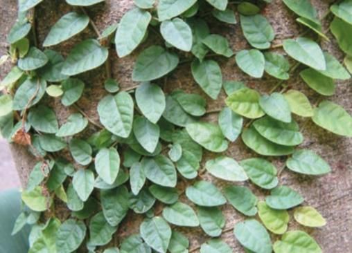 爱玉和薜荔的区别_爱玉和薜荔怎么区分-第3张图片-山城妙识