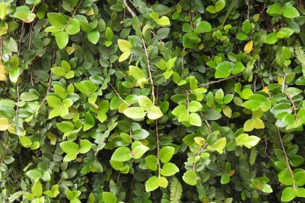 爱玉和薜荔的区别_爱玉和薜荔怎么区分-第2张图片-山城妙识