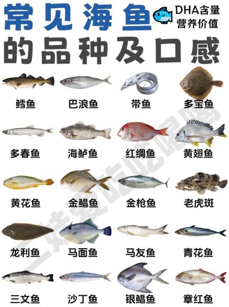 海鱼种类图片大全大图_如何快速识别常见海鱼-第1张图片-山城妙识