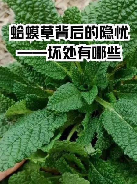 蛤蟆草的功效与作用_蛤蟆草能治什么病-第2张图片-山城妙识 蛤蟆草的功效与作用_蛤蟆草能治什么病-第2张图片-山城妙识