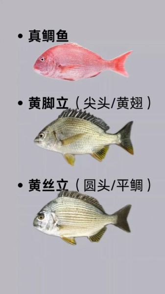 海鱼种类图片大全大图_如何快速识别常见海鱼-第3张图片-山城妙识