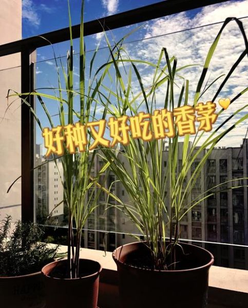 香茅草的功效与作用_香茅草的副作用和禁忌-第2张图片-山城妙识