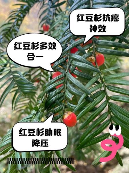 红豆杉抗癌效果怎么样_红豆杉怎么吃抗癌-第1张图片-山城妙识