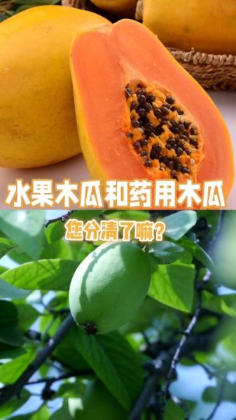 药用木瓜很硬怎么吃_怎么变软-第2张图片-山城妙识