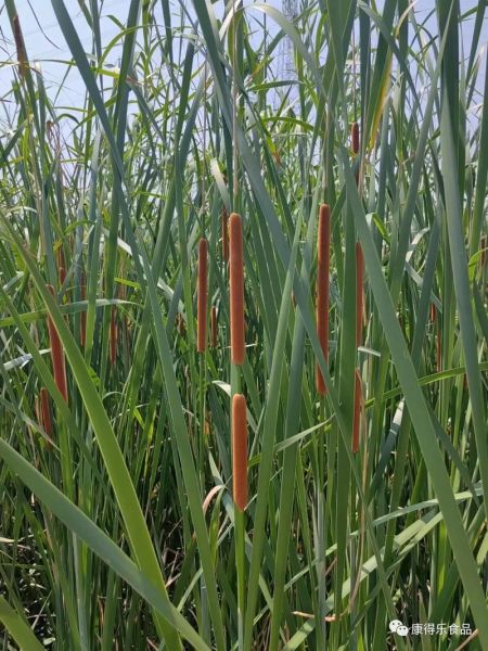 蒲菜是什么_蒲菜怎么吃最好吃-第1张图片-山城妙识