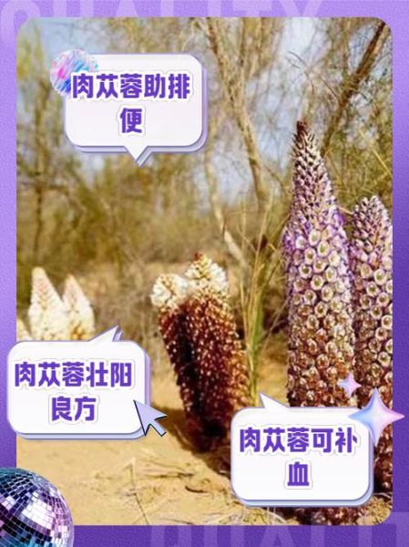 肉苁蓉泡水喝的正确方法_肉苁蓉泡水一天喝几次-第3张图片-山城妙识 肉苁蓉泡水喝的正确方法_肉苁蓉泡水一天喝几次-第3张图片-山城妙识