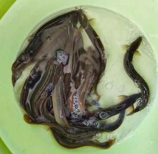 泥鳅怎么做好吃_红烧泥鳅的做法大全-第3张图片-山城妙识