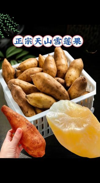 云南天山雪莲果怎么吃_雪莲果的吃法大全-第2张图片-山城妙识 云南天山雪莲果怎么吃_雪莲果的吃法大全-第2张图片-山城妙识