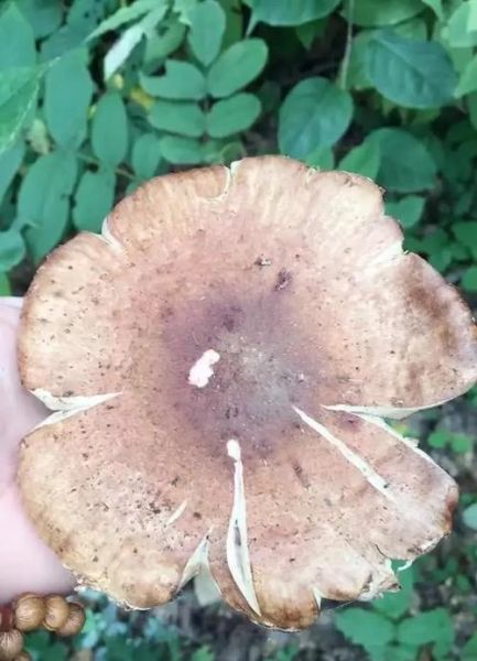 东北榛蘑的功效与作用_怎么吃最养生-第1张图片-山城妙识