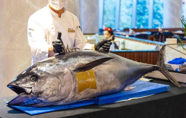 蓝鳍金枪鱼价格多少钱一斤_2024最新行情-第2张图片-山城妙识