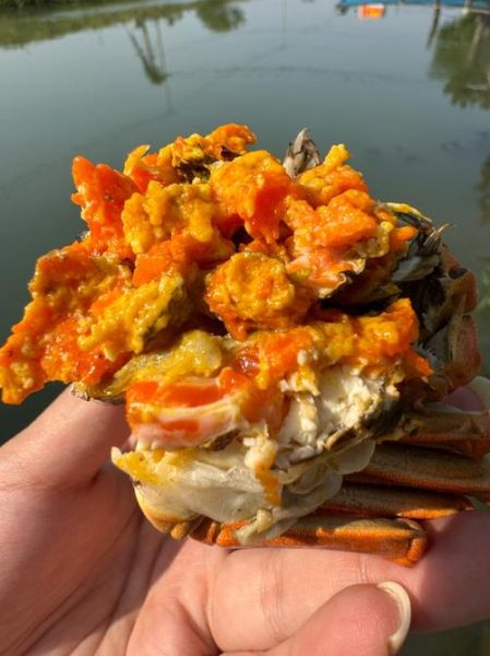 阳澄湖大闸蟹好吃吗_现在还能吃到正宗的吗-第1张图片-山城妙识