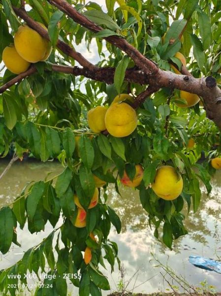 黄桃多少钱一斤2021_黄桃价格走势-第3张图片-山城妙识