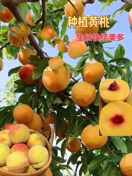 黄桃多少钱一斤2021_黄桃价格走势-第2张图片-山城妙识