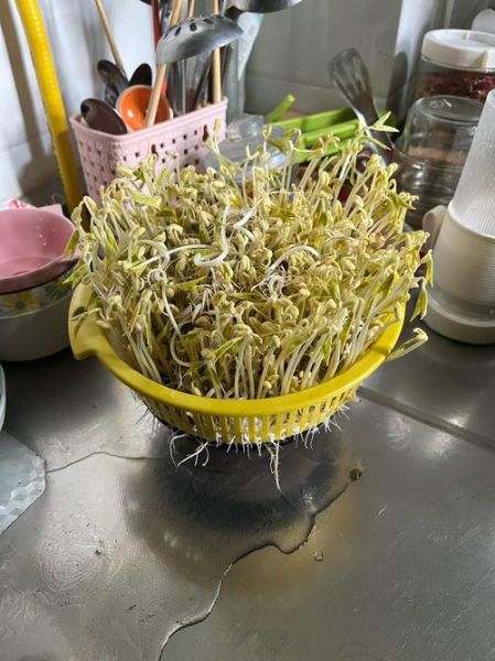 豆芽怎么发_家庭无土栽培方法-第3张图片-山城妙识 豆芽怎么发_家庭无土栽培方法-第3张图片-山城妙识