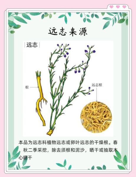 远志的功效与作用及食用方法_远志怎么吃效果最好-第2张图片-山城妙识 远志的功效与作用及食用方法_远志怎么吃效果最好-第2张图片-山城妙识