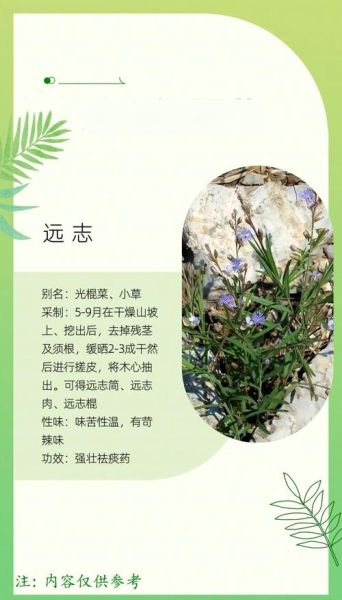 远志的功效与作用及食用方法_远志怎么吃效果最好-第3张图片-山城妙识 远志的功效与作用及食用方法_远志怎么吃效果最好-第3张图片-山城妙识