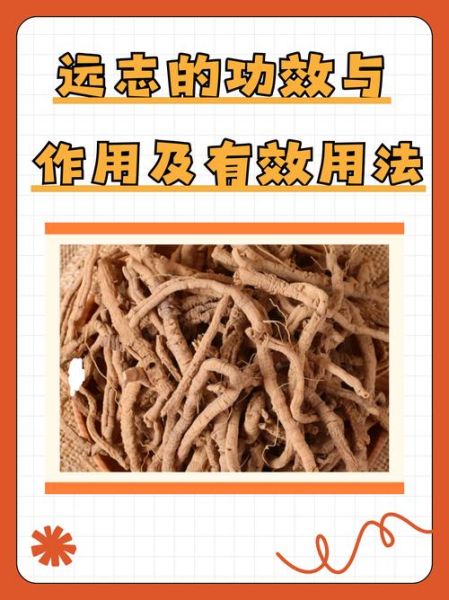 远志的功效与作用及食用方法_远志怎么吃效果最好-第1张图片-山城妙识 远志的功效与作用及食用方法_远志怎么吃效果最好-第1张图片-山城妙识