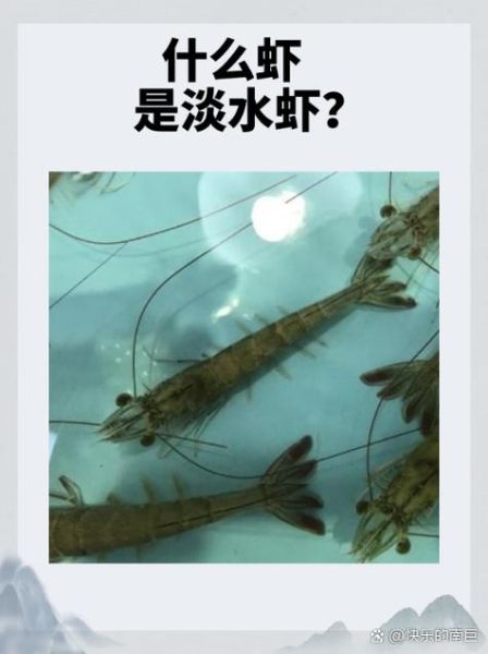 淡水草虾怎么养_淡水草虾吃什么-第2张图片-山城妙识 淡水草虾怎么养_淡水草虾吃什么-第2张图片-山城妙识