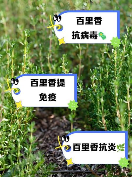 百里香的功效与作用_百里香的禁忌有哪些-第1张图片-山城妙识 百里香的功效与作用_百里香的禁忌有哪些-第1张图片-山城妙识