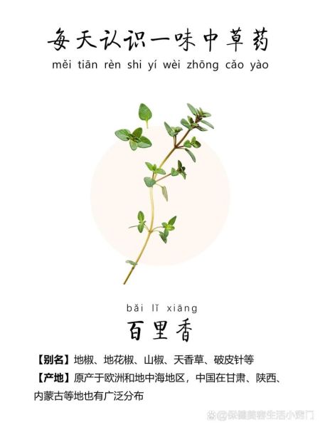 百里香的功效与作用_百里香的禁忌有哪些-第3张图片-山城妙识 百里香的功效与作用_百里香的禁忌有哪些-第3张图片-山城妙识