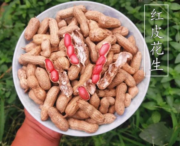 新鲜花生有什么功效_新鲜花生能生吃吗-第3张图片-山城妙识 新鲜花生有什么功效_新鲜花生能生吃吗-第3张图片-山城妙识