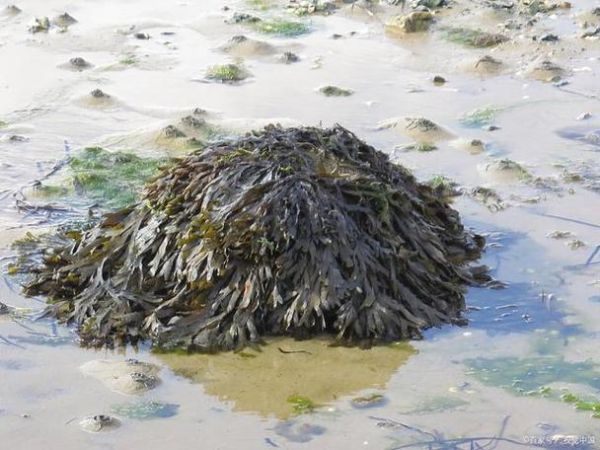 紫菜是不是海鲜_紫菜属于海鲜吗-第1张图片-山城妙识