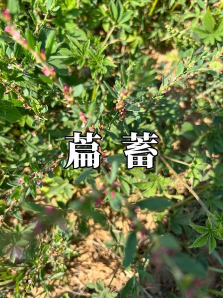 萹蓄的功效与作用_萹蓄能治什么病-第1张图片-山城妙识