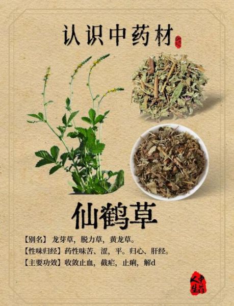 仙鹤草的功效与作用_仙鹤草能长期泡水喝吗-第1张图片-山城妙识