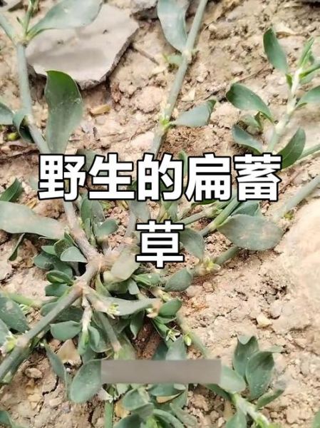 萹蓄的功效与作用_萹蓄能治什么病-第3张图片-山城妙识