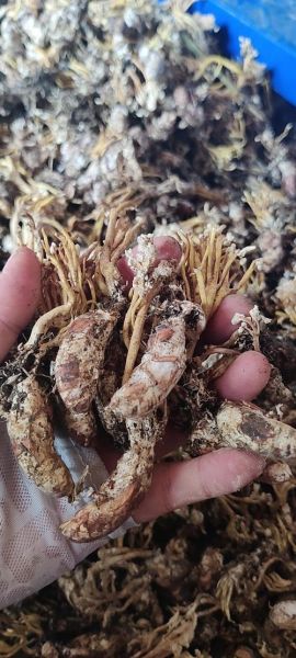 金蝉花多少钱一斤_金蝉花价格为什么差异大-第1张图片-山城妙识