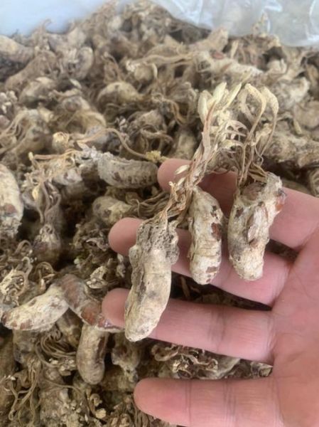 金蝉花多少钱一斤_金蝉花价格为什么差异大-第3张图片-山城妙识