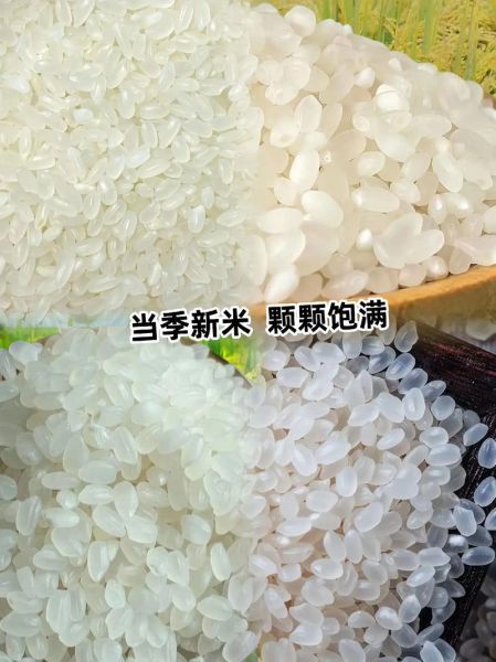 东北大米价格走势_2024年还会涨吗-第1张图片-山城妙识 东北大米价格走势_2024年还会涨吗-第1张图片-山城妙识