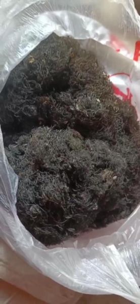 发菜哪些人不能吃_发菜禁忌人群-第3张图片-山城妙识