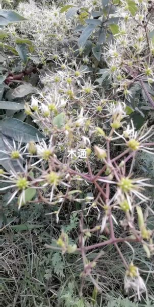 木通的功效与作用_木通图片长什么样-第1张图片-山城妙识