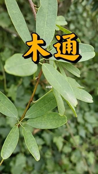 木通的功效与作用_木通图片长什么样-第2张图片-山城妙识