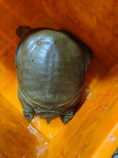 正宗野生甲鱼多少钱一斤_野生甲鱼价格行情-第3张图片-山城妙识