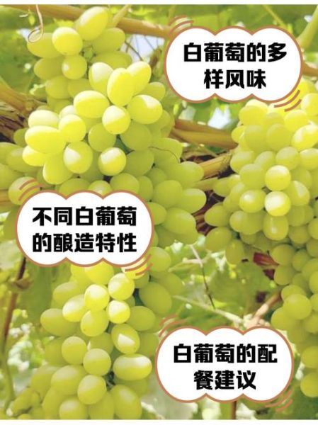 白葡萄的功效与作用_白葡萄怎么吃最营养-第1张图片-山城妙识