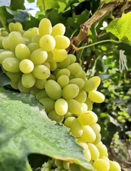 白葡萄的功效与作用_白葡萄怎么吃最营养-第2张图片-山城妙识