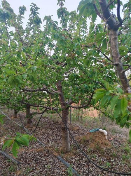 樱桃树苗几年能结果_樱桃树结果时间影响因素-第1张图片-山城妙识 樱桃树苗几年能结果_樱桃树结果时间影响因素-第1张图片-山城妙识