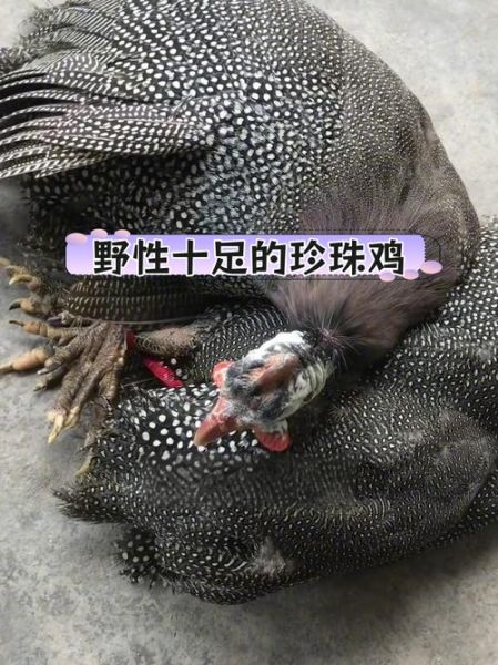 珍珠鸡会飞吗_珍珠鸡飞行能力有多强-第1张图片-山城妙识